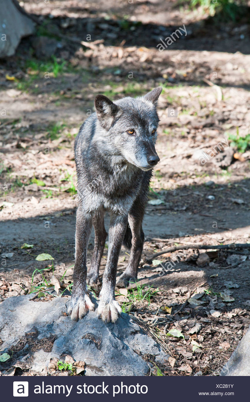 Wolf Sniffing High Resolution Stock Photography and Images - Alamy