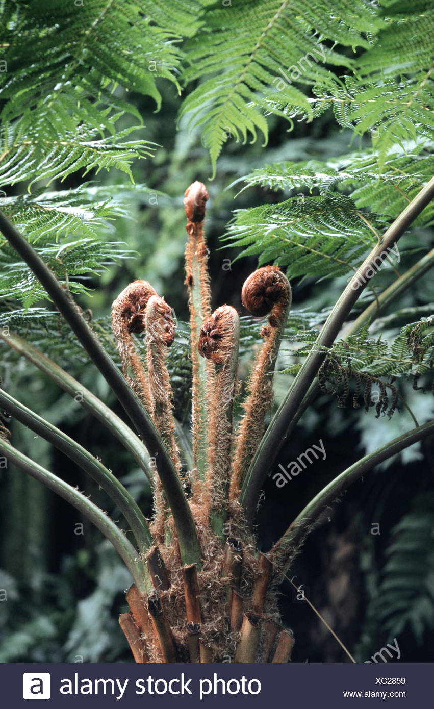 Australian Jungle Leaves High Resolution Stock Photography and Images ...