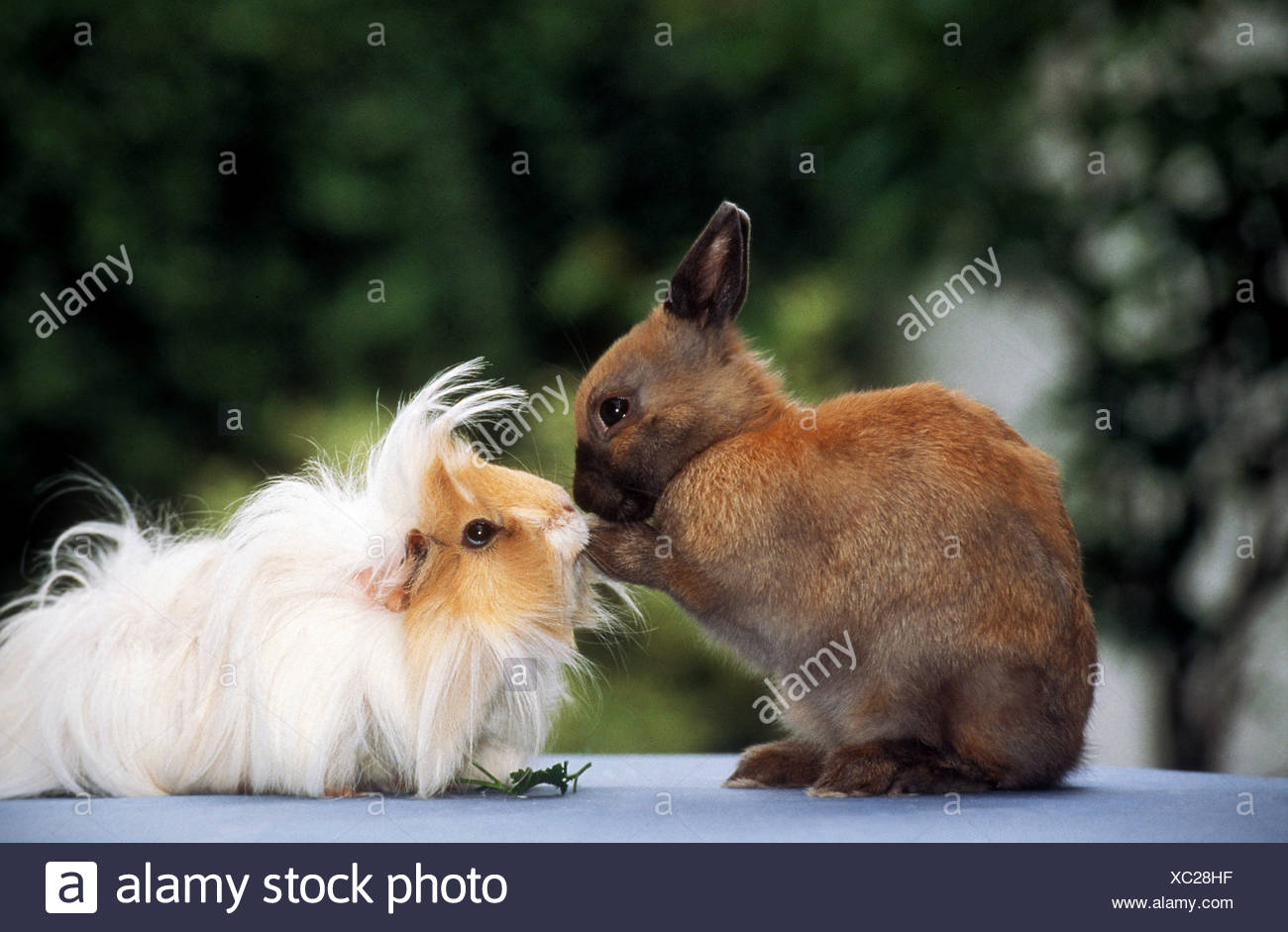 Angora Guinea Pigs High Resolution Stock Photography and Images - Alamy