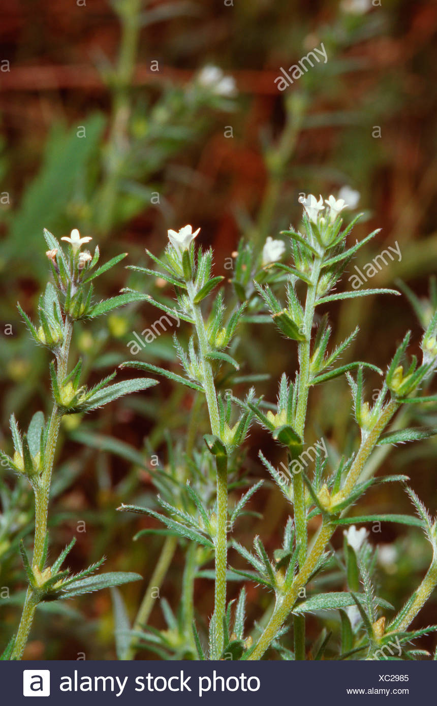 Gromwell Herb High Resolution Stock Photography and Images - Alamy