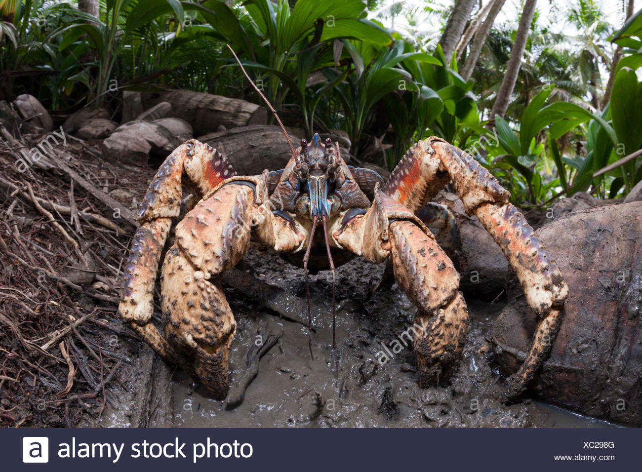 Robber Crab Christmas Island High Resolution Stock Photography and ...