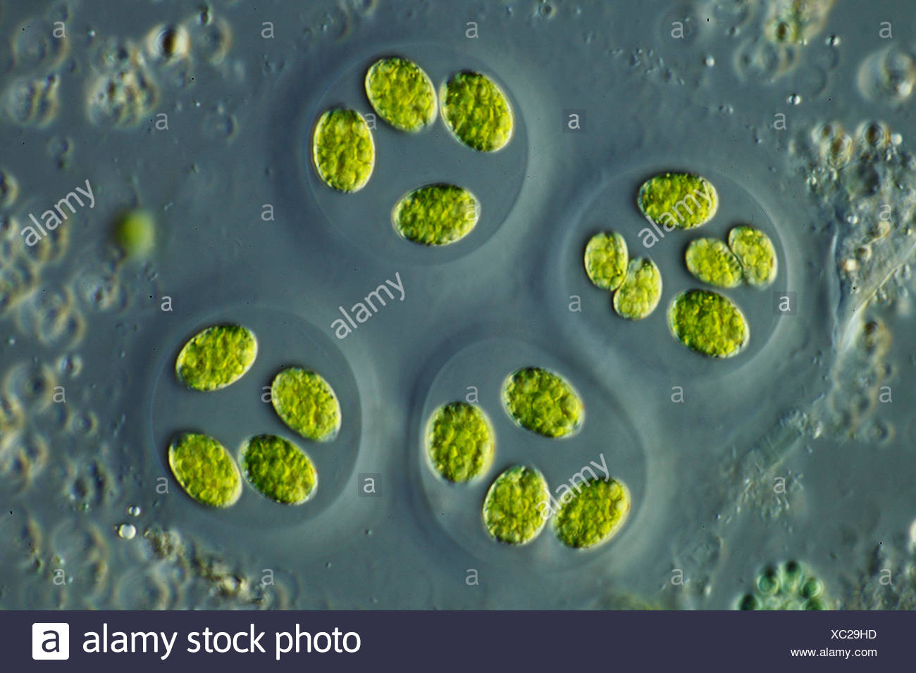Green Algae Microscope Stock Photos & Green Algae Microscope Stock ...