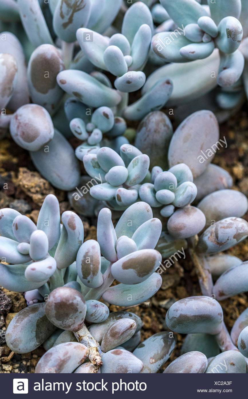 Sedum Crassulaceae High Resolution Stock Photography and Images - Alamy