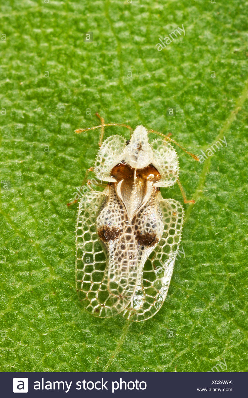 Sycamore Leaf Closeup High Resolution Stock Photography and Images - Alamy