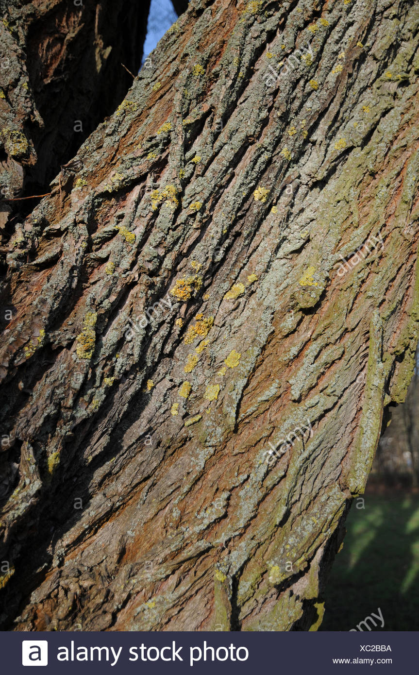 White Willow Tree Bark High Resolution Stock Photography and Images - Alamy