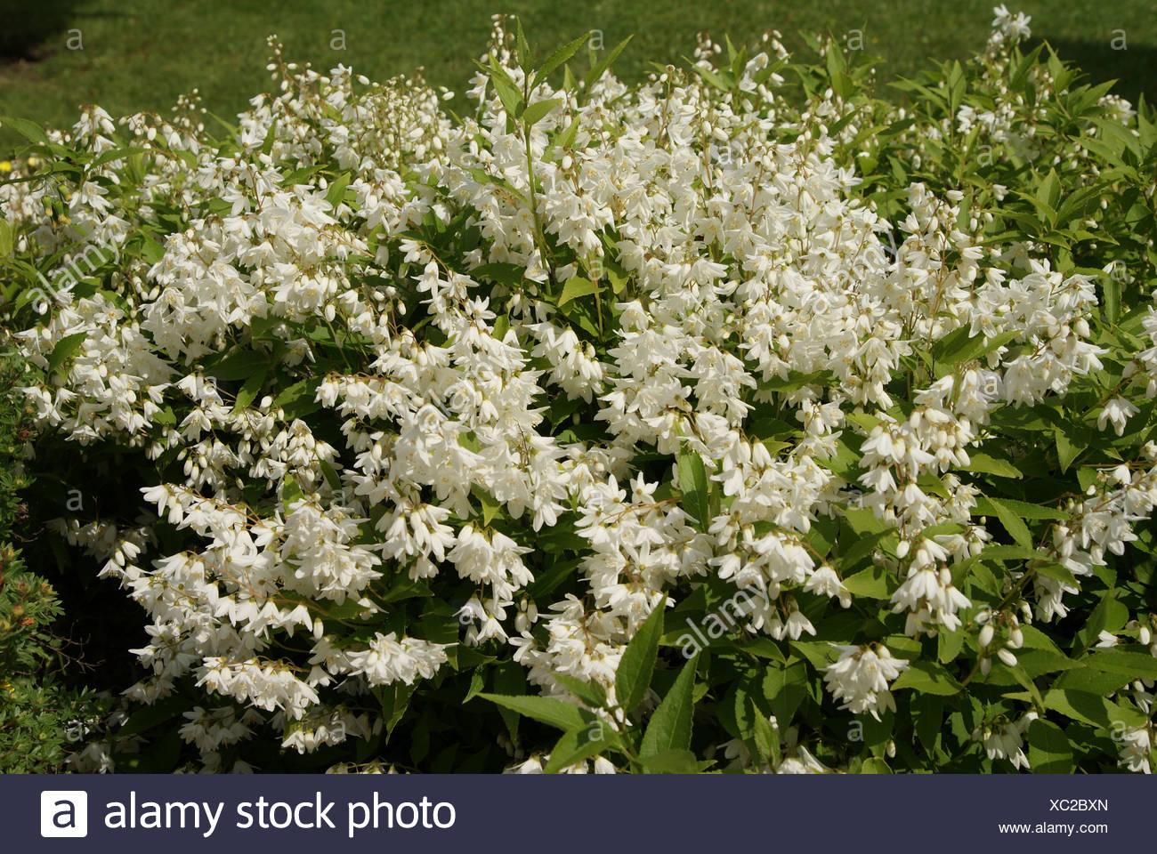 Deutzie High Resolution Stock Photography and Images - Alamy
