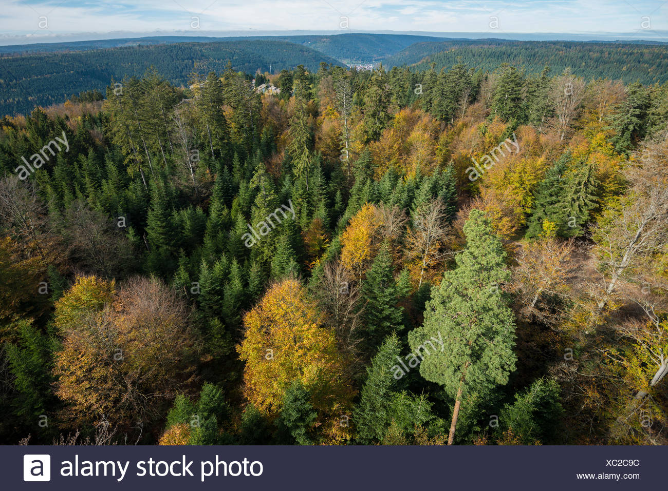 Forest Birds Eye View High Resolution Stock Photography and Images - Alamy
