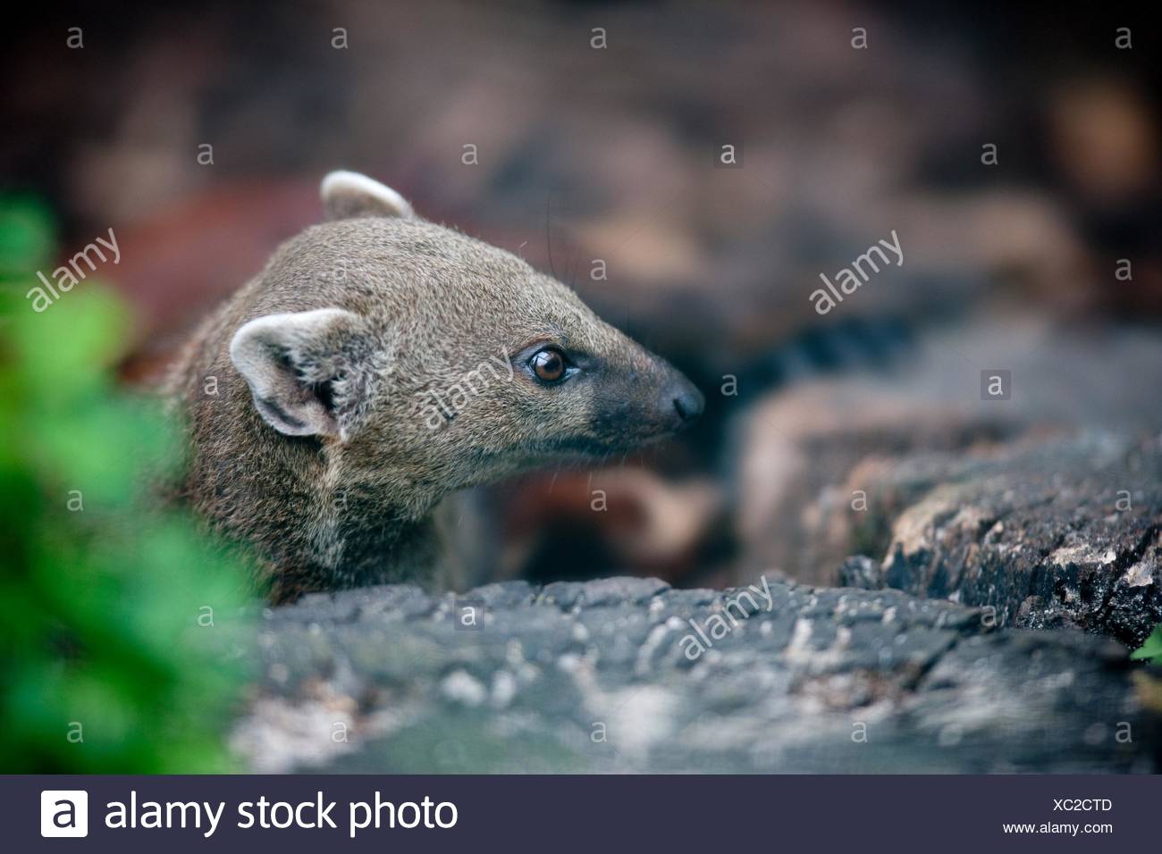 Mongoose Profile High Resolution Stock Photography and Images - Alamy