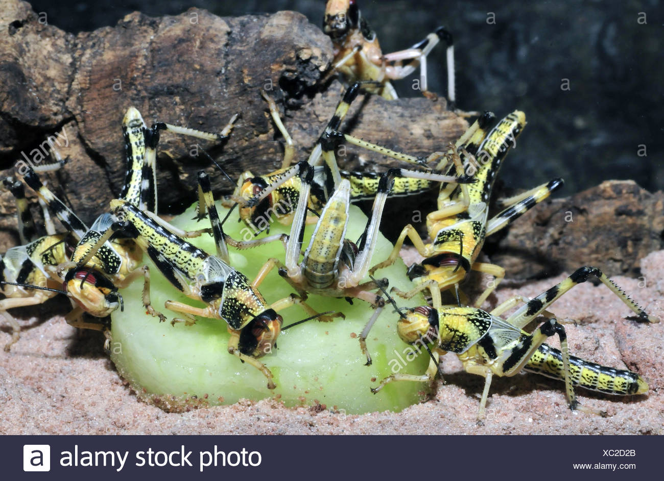 Gregarious Nature High Resolution Stock Photography and Images - Alamy