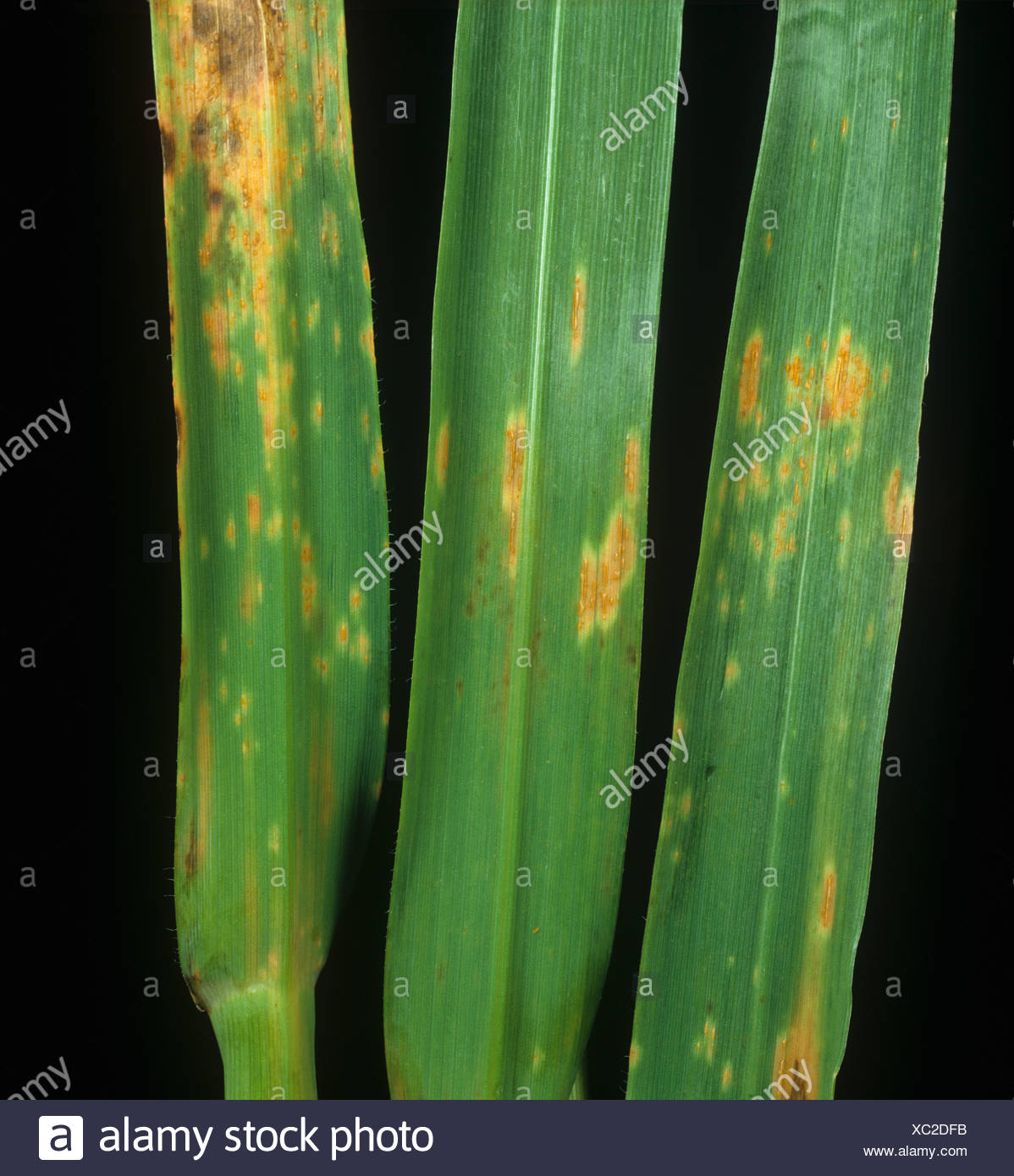 Oat Crown Rust High Resolution Stock Photography and Images - Alamy