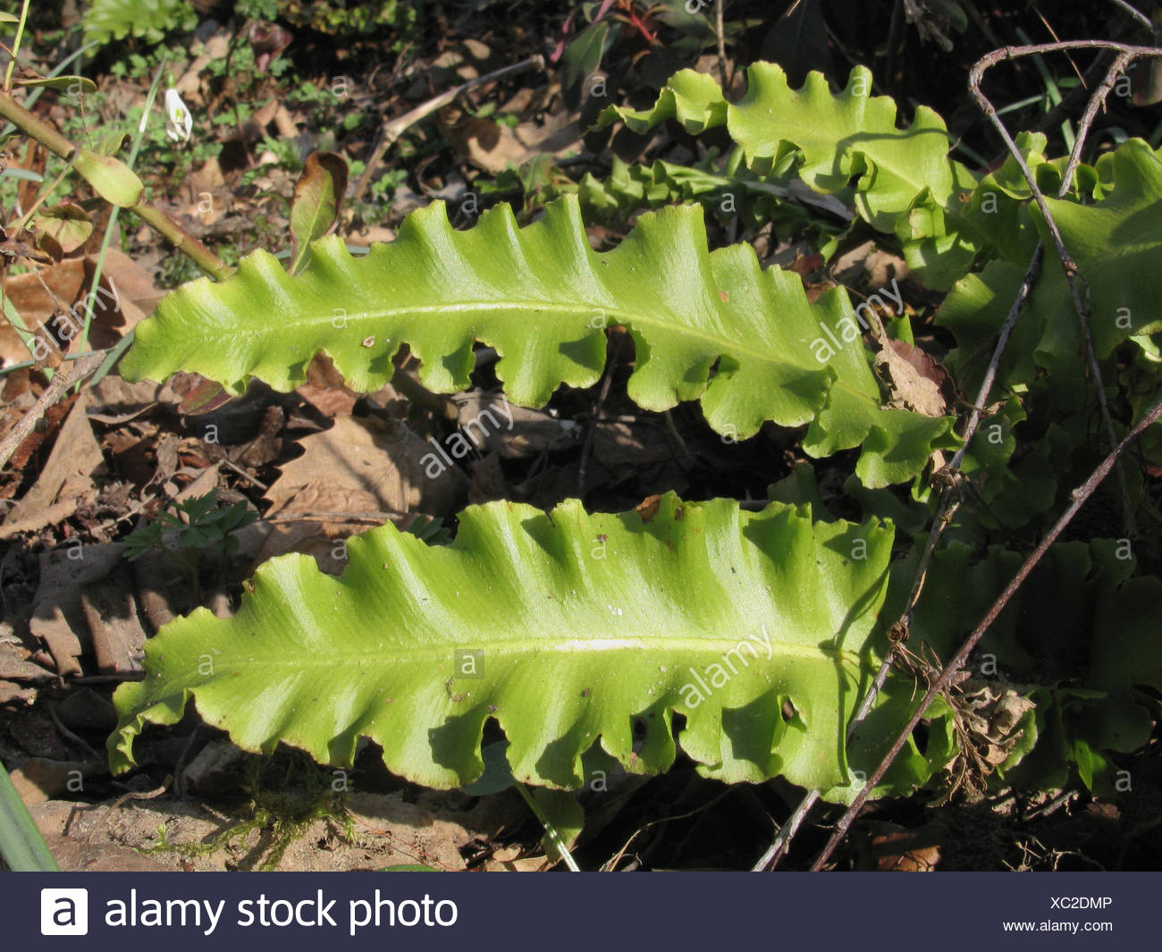 Harts Tongue Frond High Resolution Stock Photography and Images - Alamy