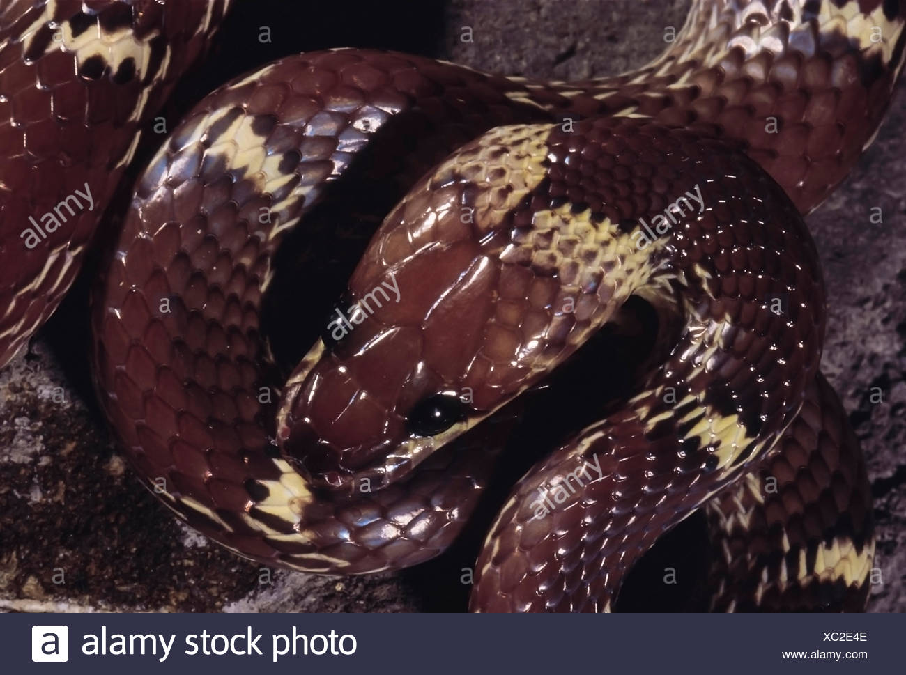 Wolf Snakes High Resolution Stock Photography and Images - Alamy