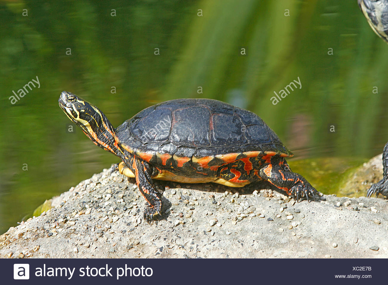 Chrysemys Picta Picta High Resolution Stock Photography and Images - Alamy