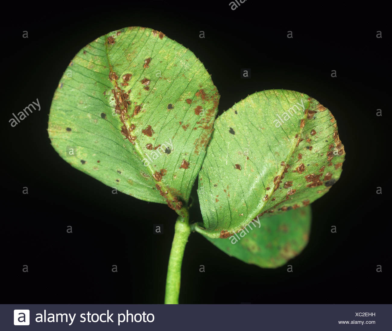 Clover Leaves High Resolution Stock Photography and Images - Alamy