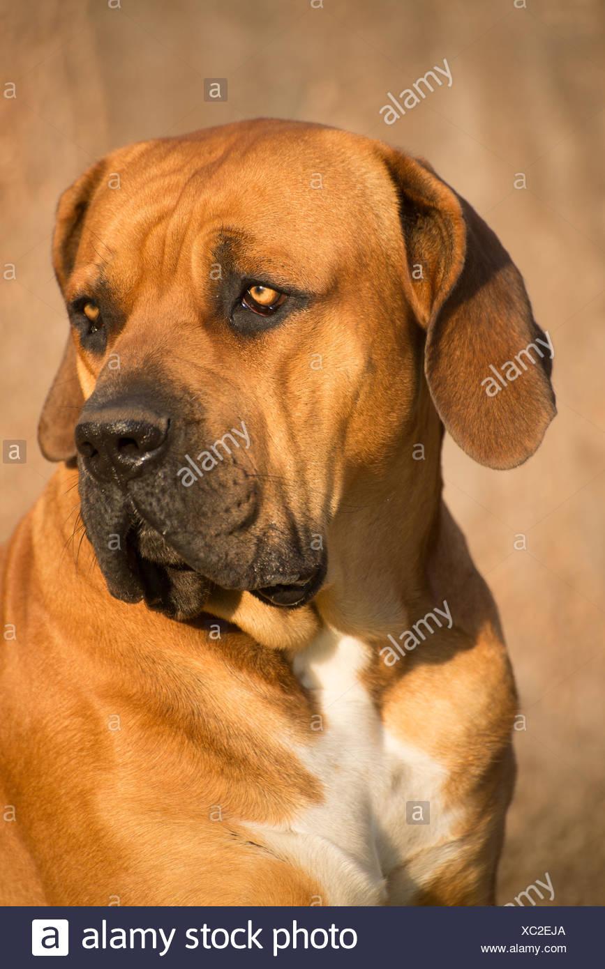 Boerboel High Resolution Stock Photography and Images - Alamy