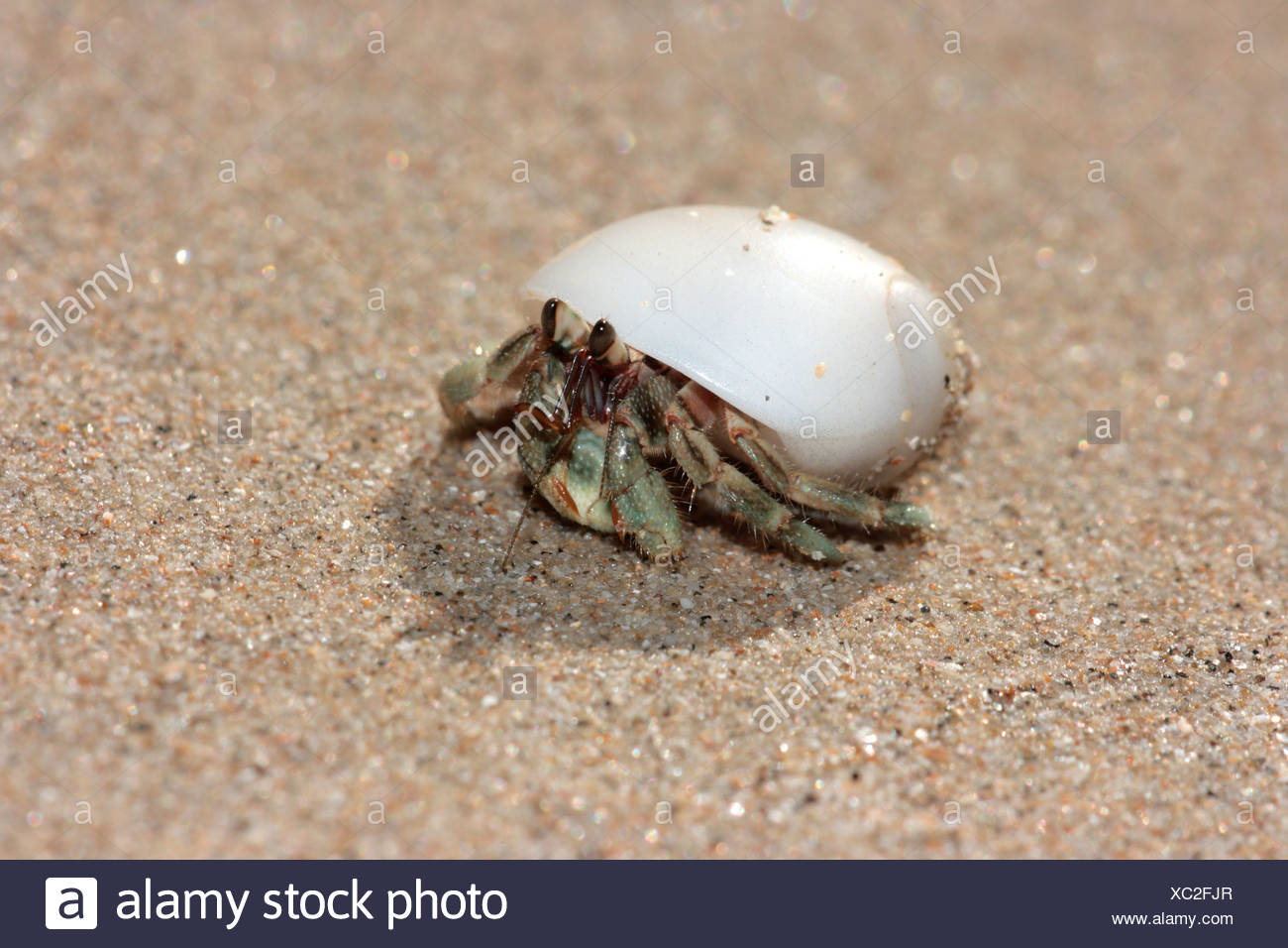 Hide In Your Shell High Resolution Stock Photography and Images - Alamy