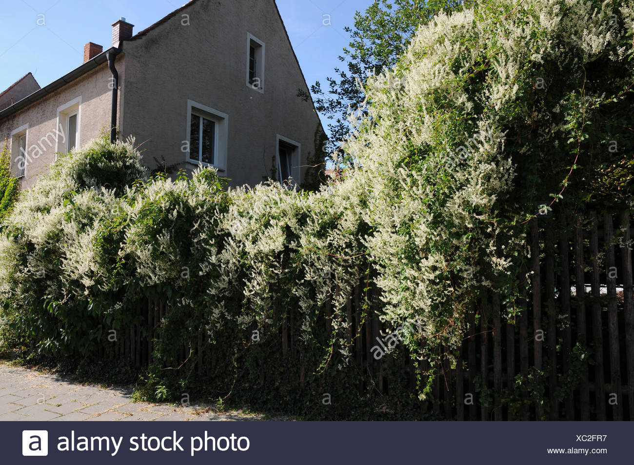 Fallopia Baldschuanica Russian Vine High Resolution Stock Photography ...
