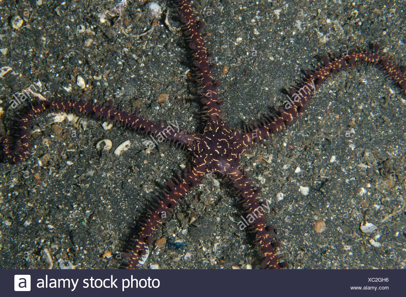 Variable Star High Resolution Stock Photography and Images - Alamy