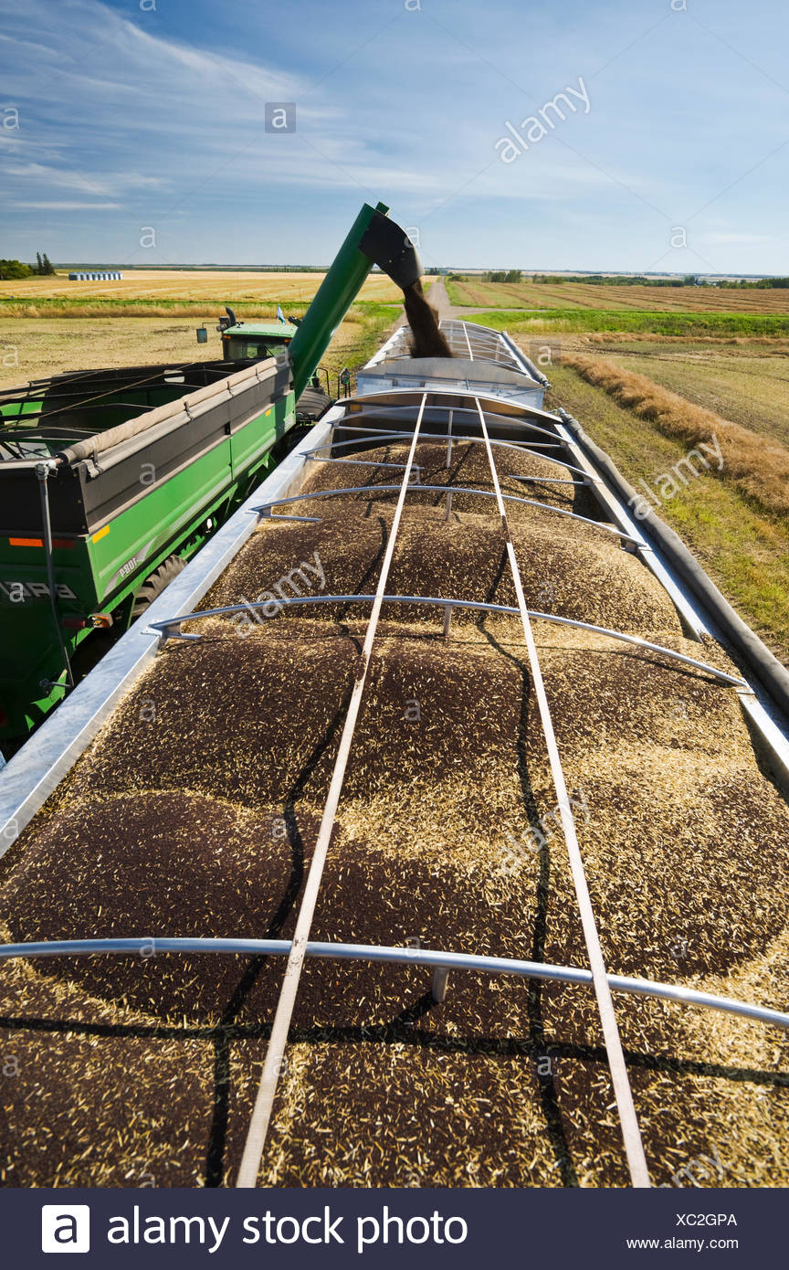 Unloading A Wagon High Resolution Stock Photography and Images - Alamy