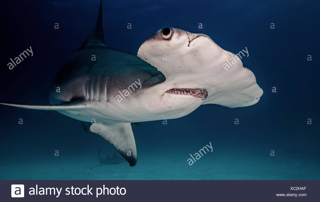 North Bimini High Resolution Stock Photography and Images - Alamy