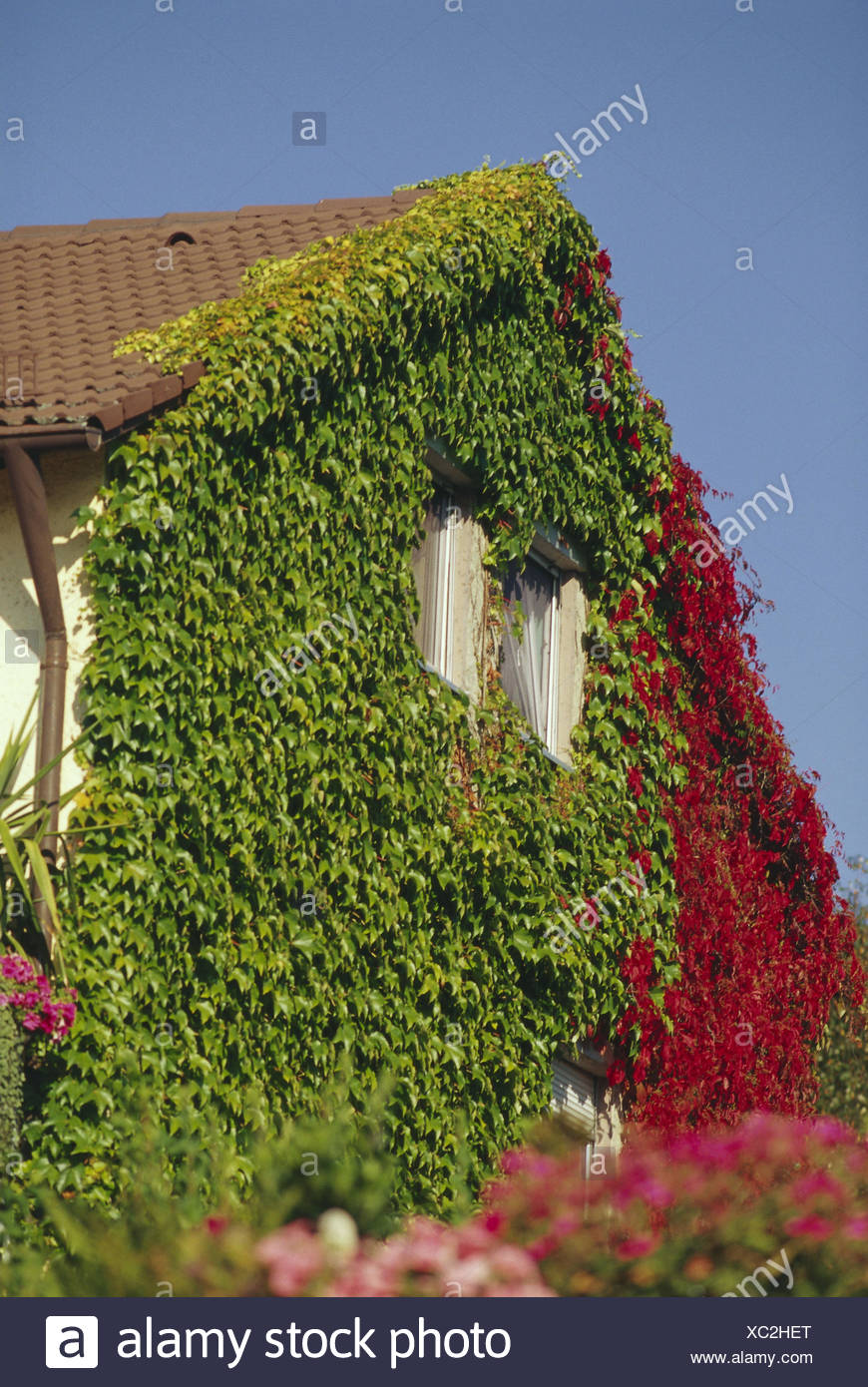 Virginia Creeper Window High Resolution Stock Photography and Images ...
