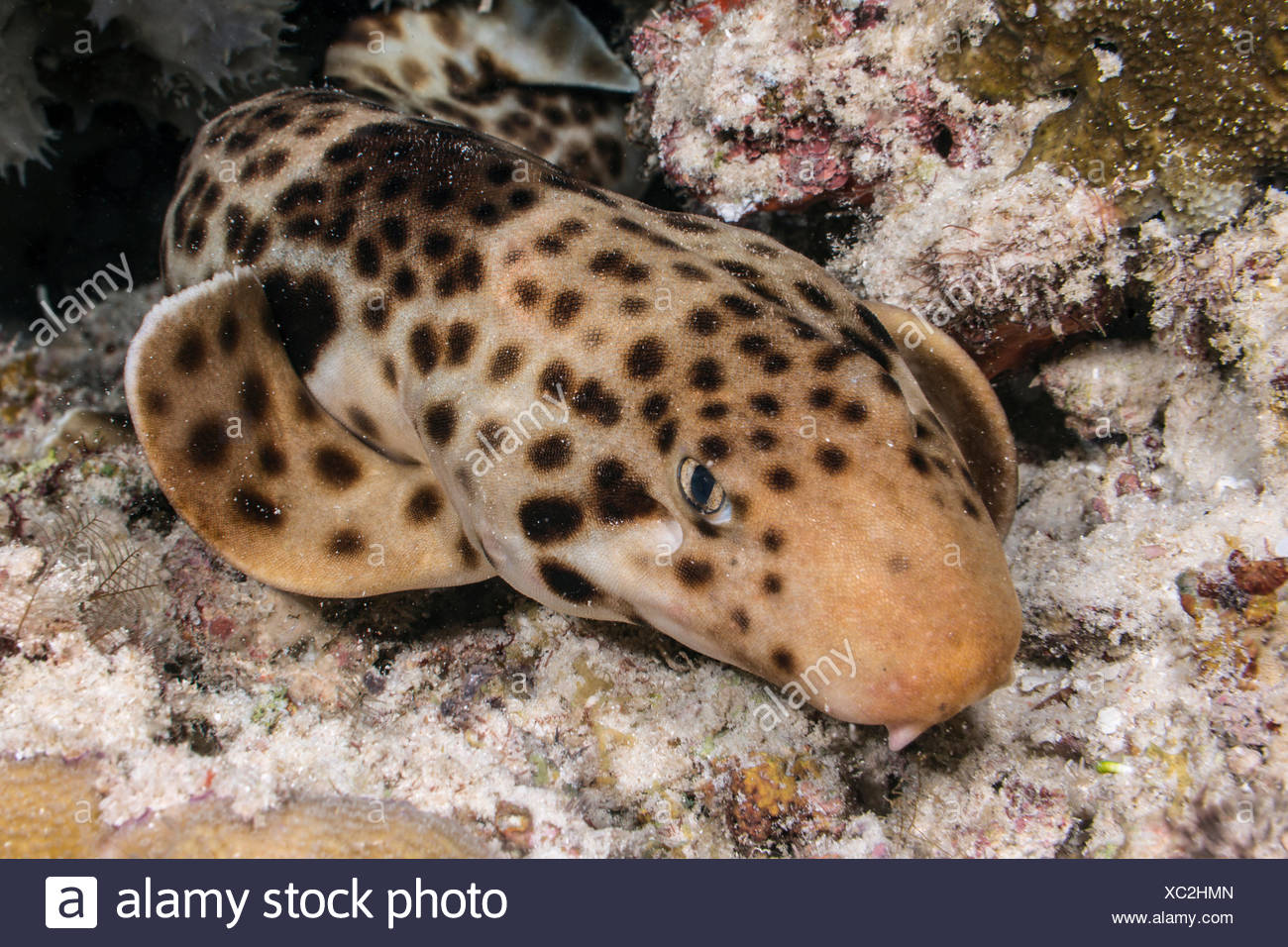 Carpetshark High Resolution Stock Photography and Images - Alamy