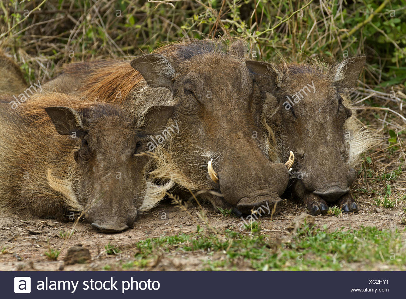 Sleeping Warthog High Resolution Stock Photography and Images - Alamy