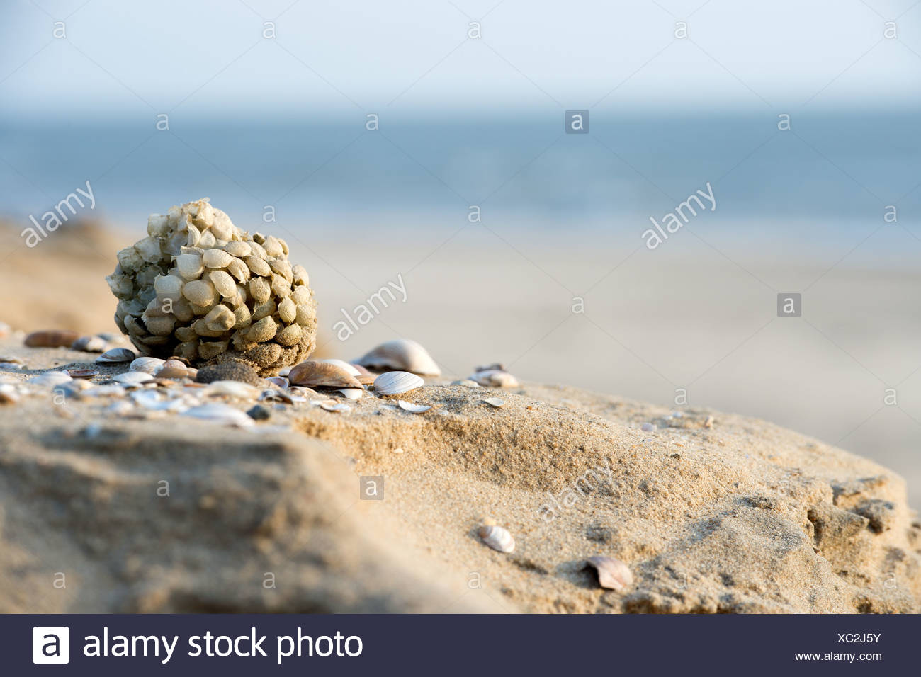 Common Whelk Eggs Buccinum Undatum Stock Photos & Common Whelk Eggs ...