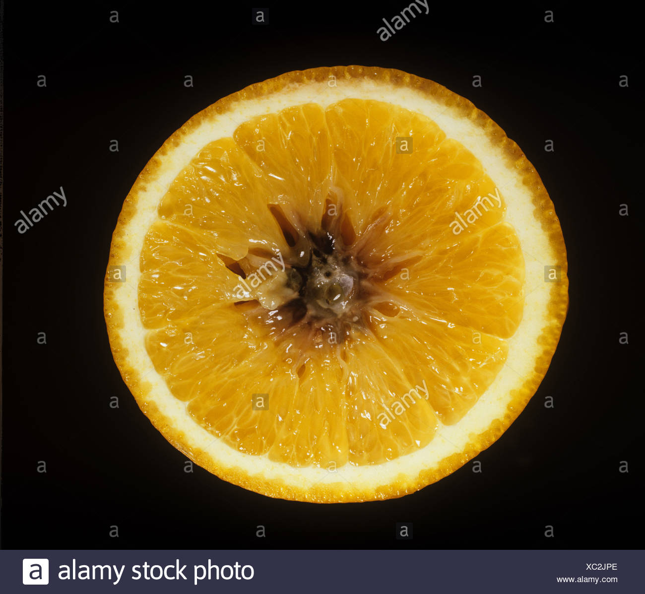 Alternaria Stock Photos & Alternaria Stock Images - Alamy