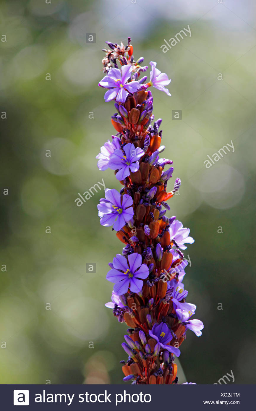 Southern African Native Plant High Resolution Stock Photography and ...