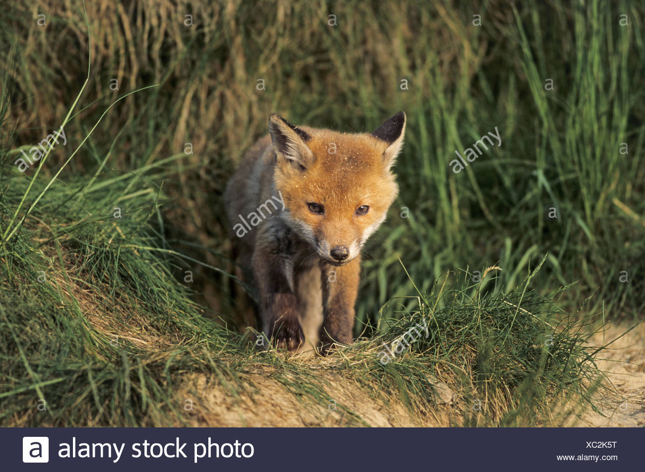 Foxs Burrow High Resolution Stock Photography and Images - Alamy