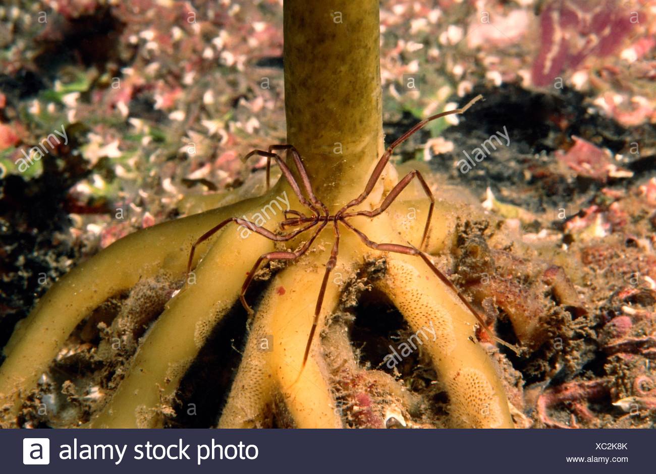 Pycnogonida High Resolution Stock Photography and Images - Alamy