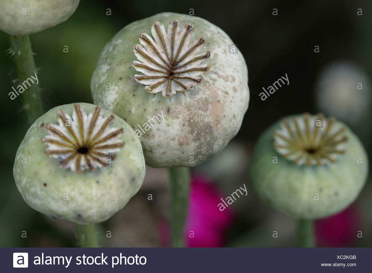 Poppy Seed Heads High Resolution Stock Photography and Images - Alamy