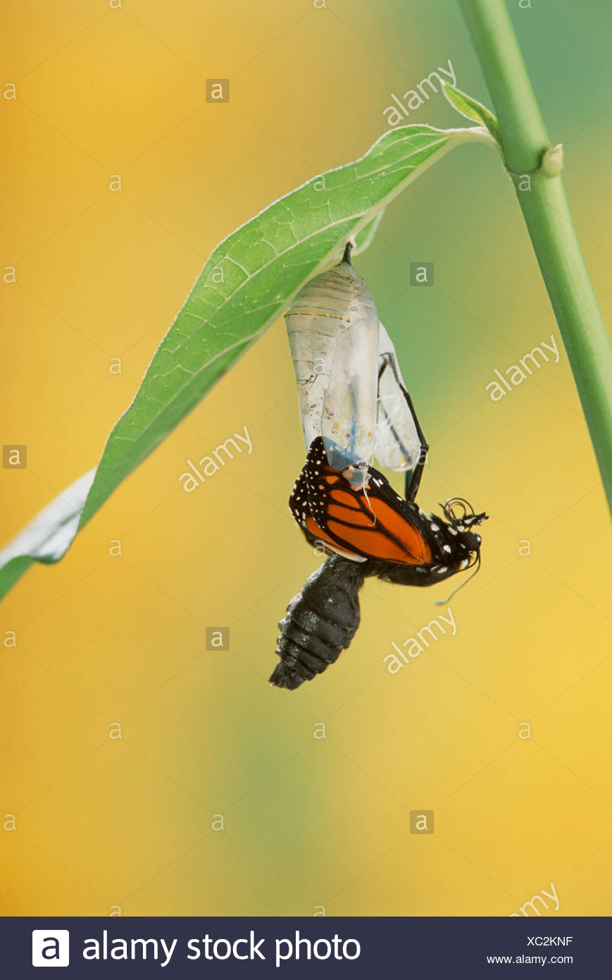 Monarch Butterfly Chrysalis Stages High Resolution Stock Photography ...