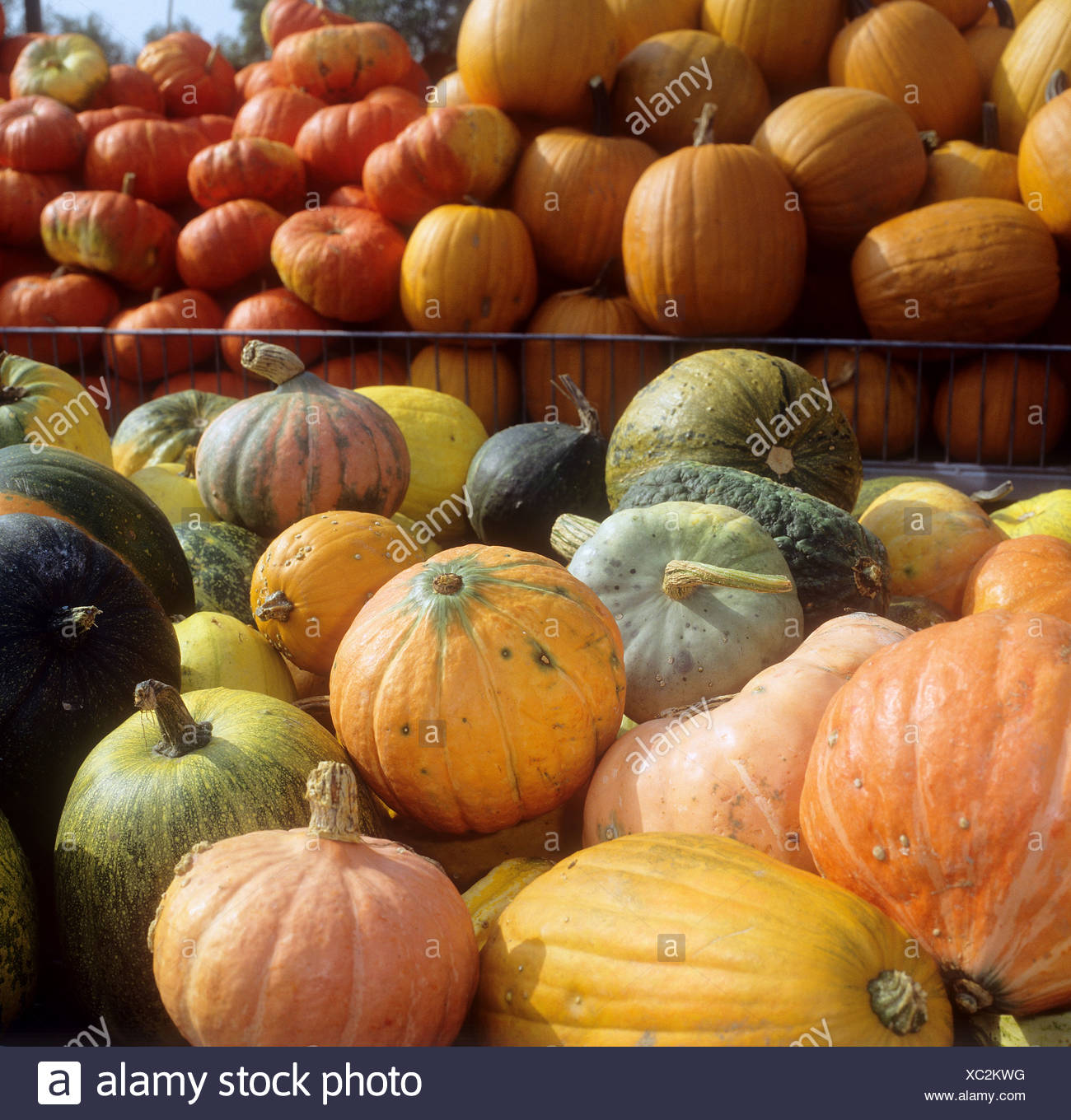 Cucurbita High Resolution Stock Photography and Images - Alamy