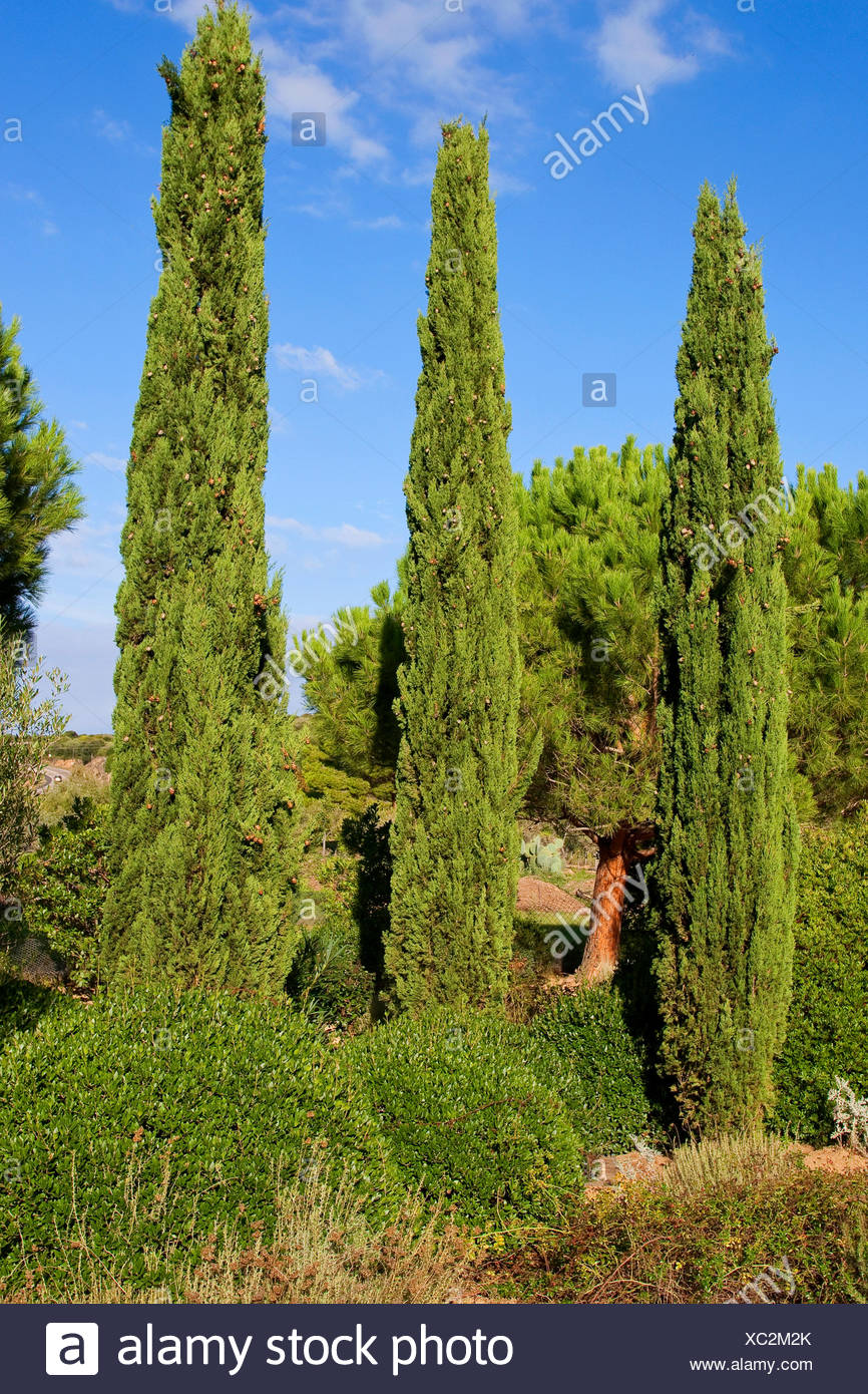 Pencil Cypress Trees High Resolution Stock Photography and Images - Alamy