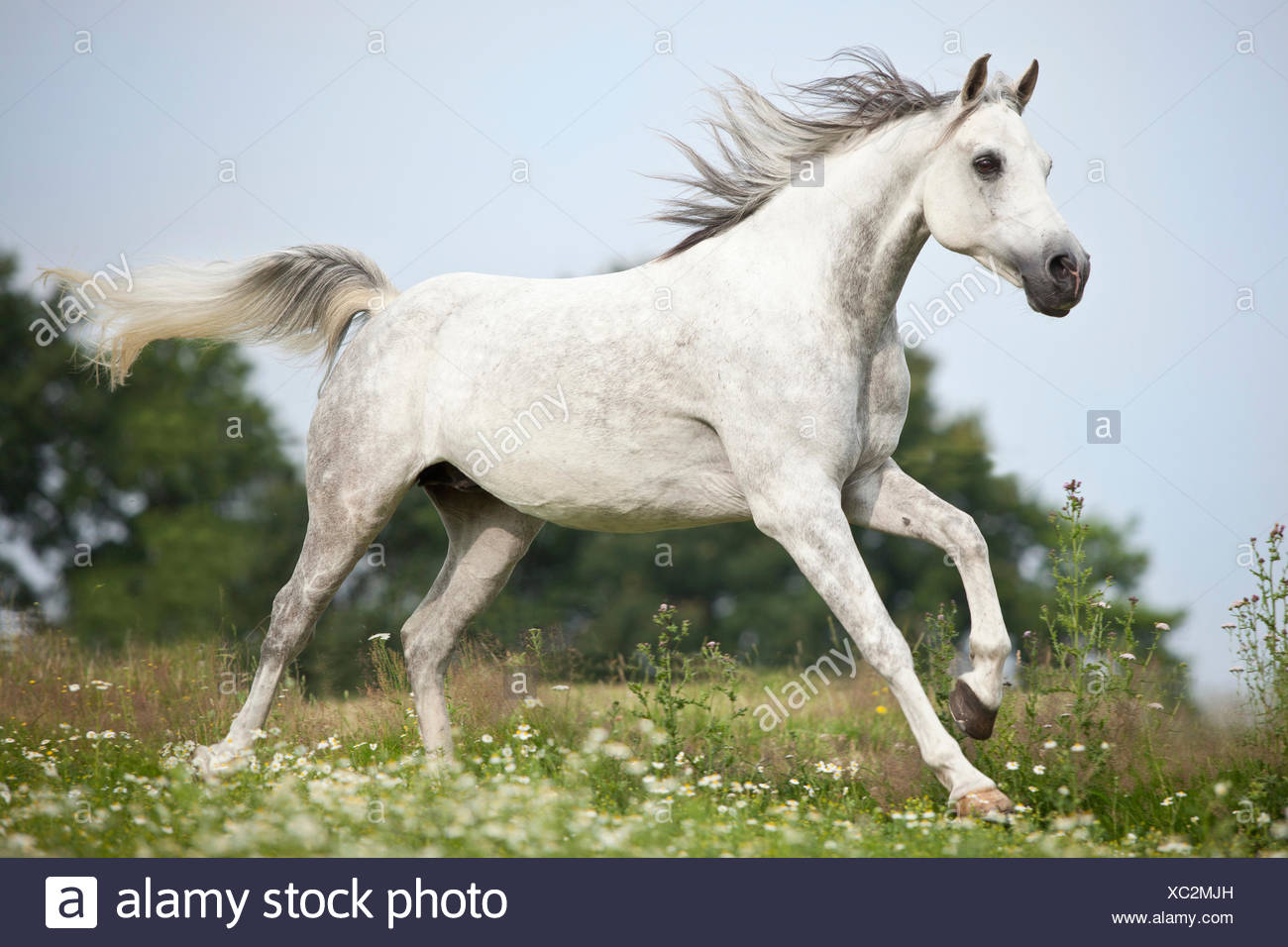 White Dapple High Resolution Stock Photography and Images - Alamy