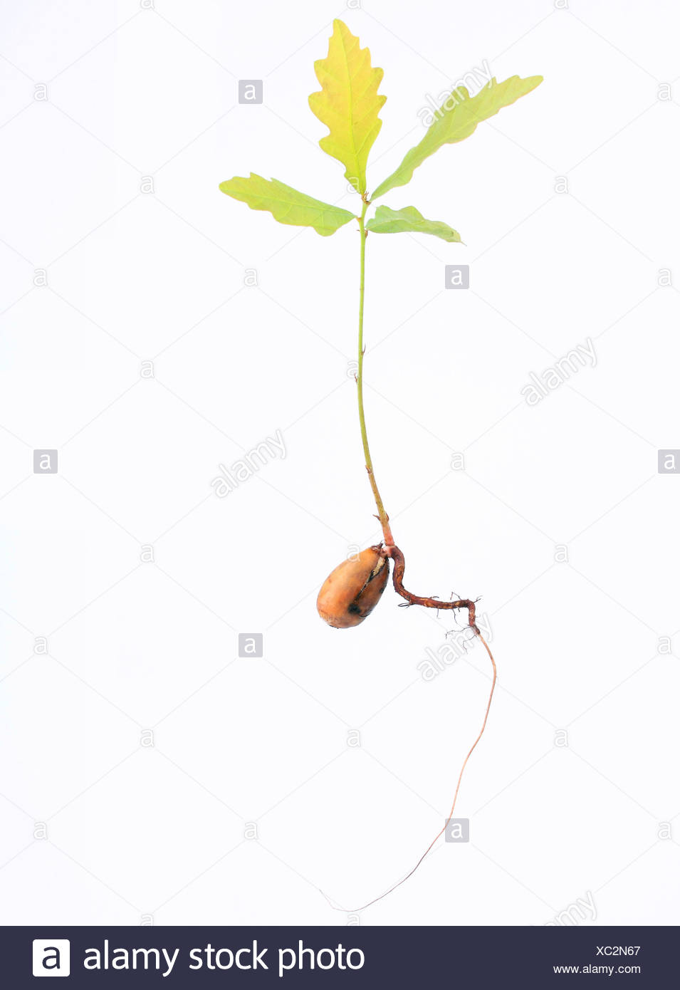 Tap Root High Resolution Stock Photography and Images - Alamy