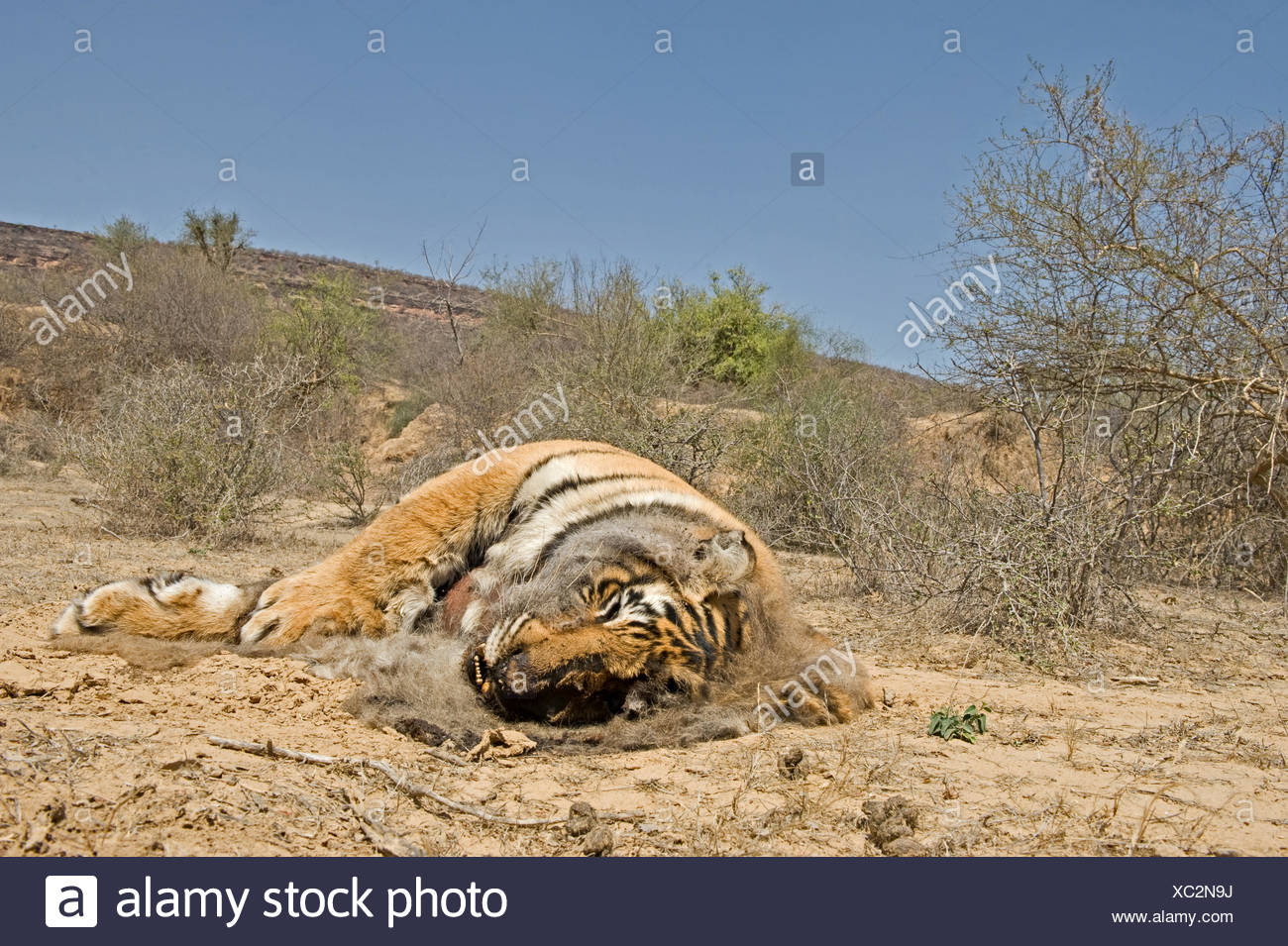 Dead Tiger High Resolution Stock Photography and Images - Alamy