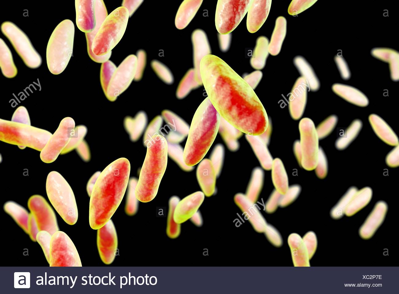 Brucella High Resolution Stock Photography and Images - Alamy