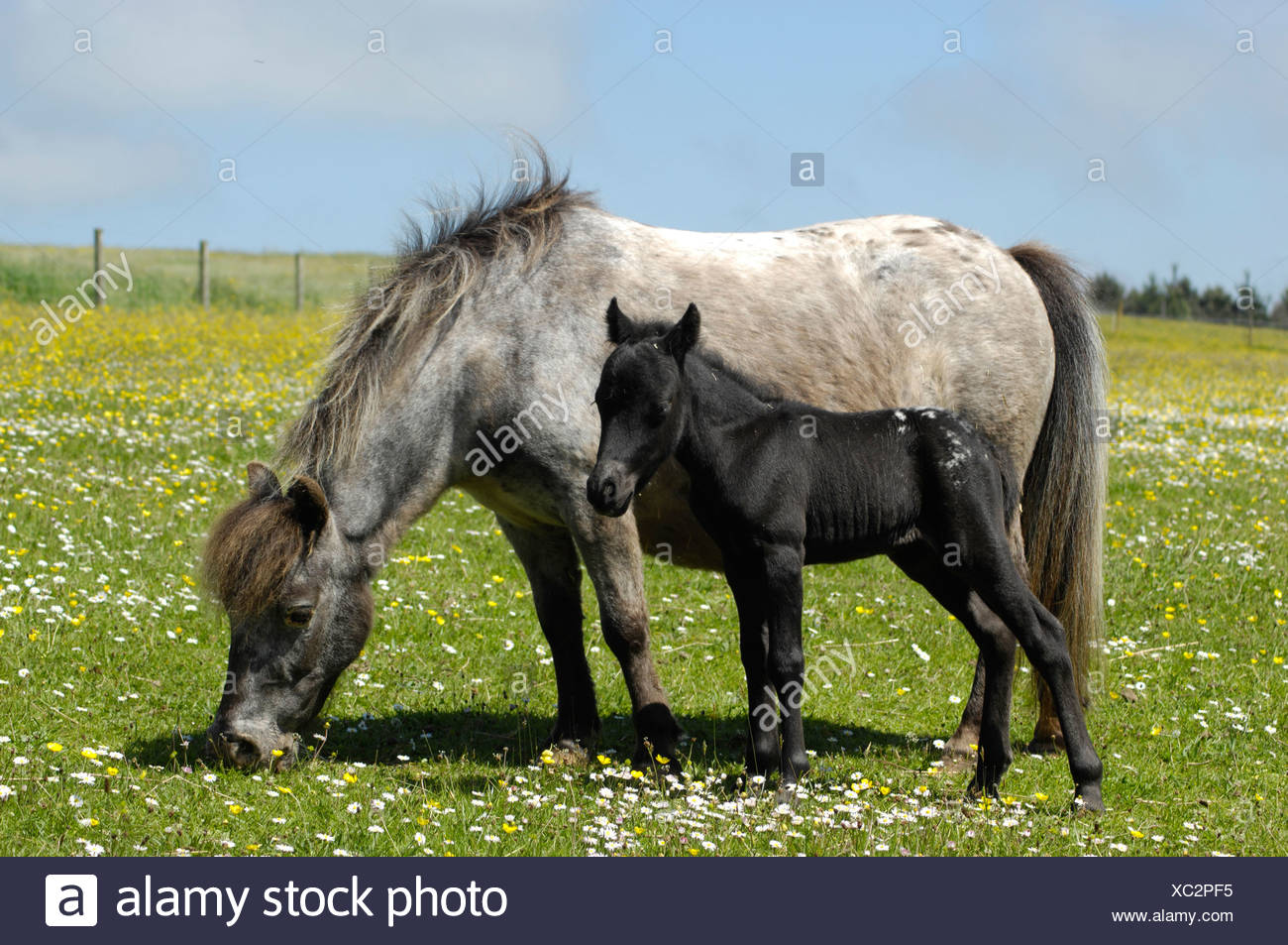 Falabellas Stock Photos & Falabellas Stock Images - Alamy