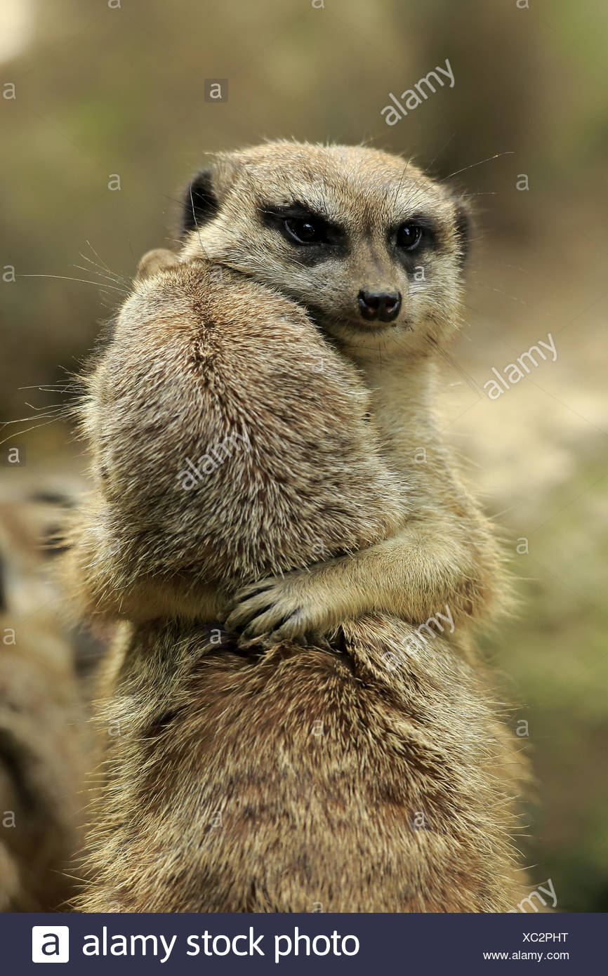 Meerkats Hugging Stock Photos & Meerkats Hugging Stock Images - Alamy