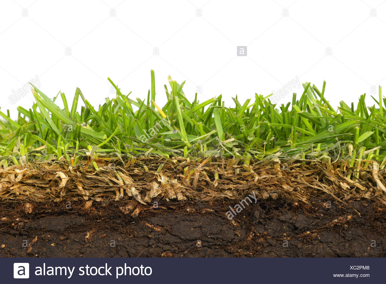Grass Root Stock Photos & Grass Root Stock Images - Alamy