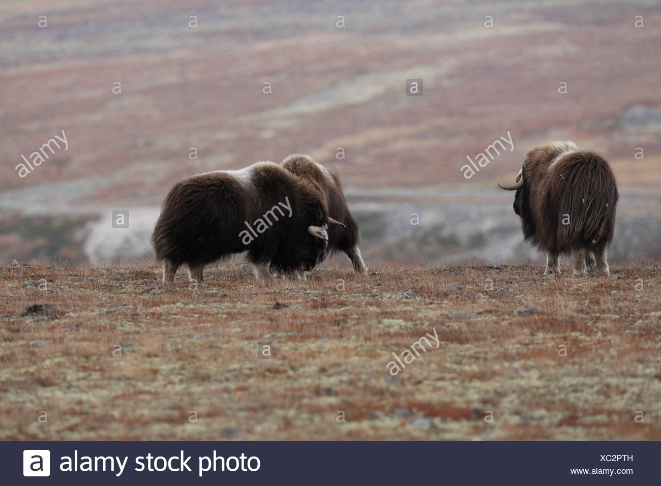 Musk Ox Fighting High Resolution Stock Photography and Images - Alamy