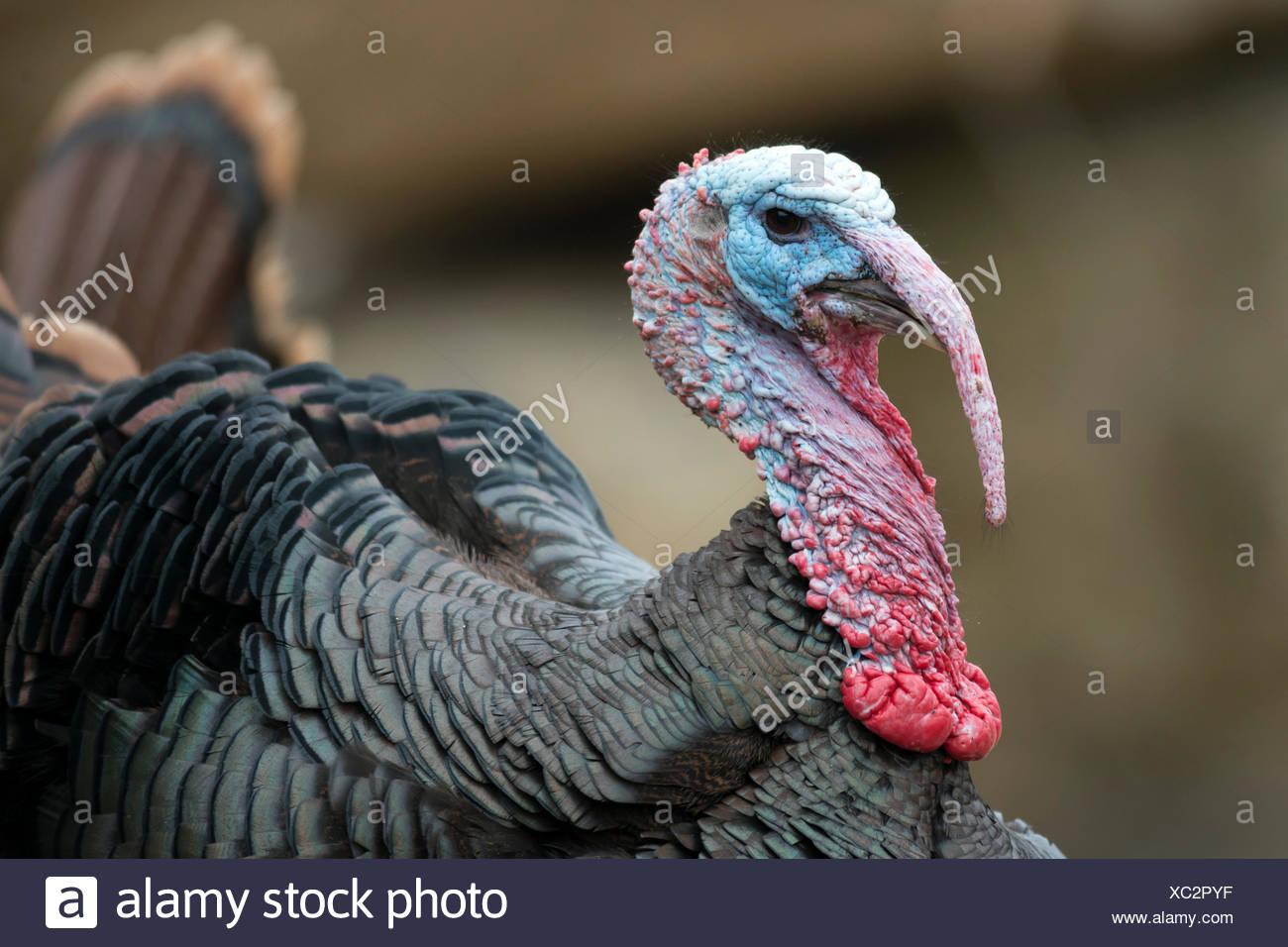 Domestic Turkey Stock Photos & Domestic Turkey Stock Images - Alamy