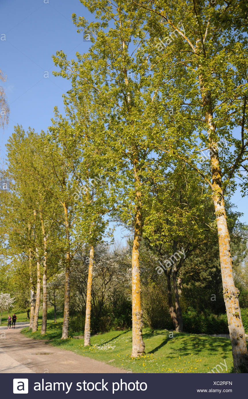 Balsam Poplar Tree High Resolution Stock Photography and Images - Alamy