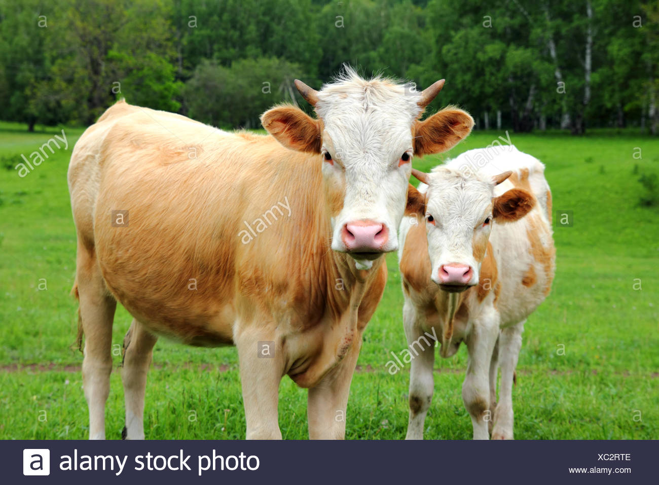 Bull Tail High Resolution Stock Photography and Images - Alamy