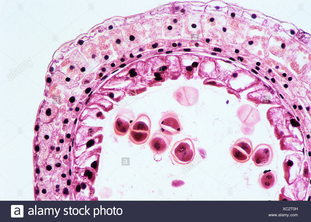 Anther High Resolution Stock Photography and Images - Alamy