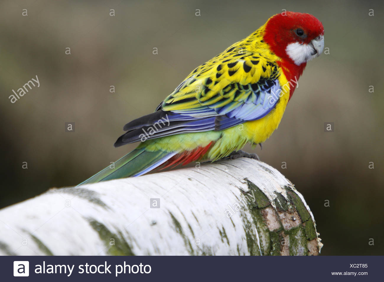 Blue Rosella Stock Photos & Blue Rosella Stock Images - Alamy