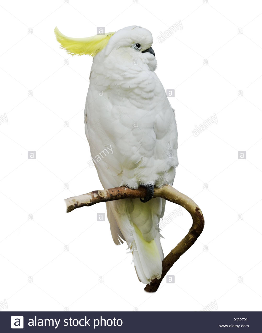 Cockatoo Cut Out Stock Images & Pictures - Alamy